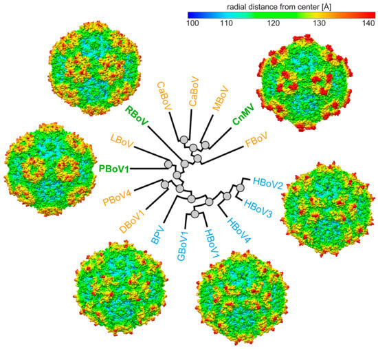 Structural Characterization of Canine Minute Virus, Rat and Porcine ...