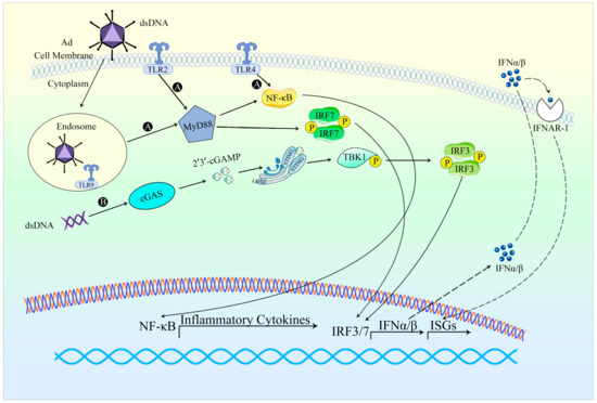 Innate Immune Response to Viral Vectors in Gene Therapy