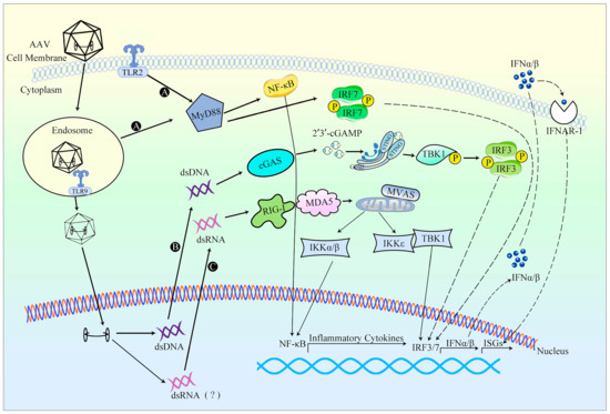 Innate Immune Response to Viral Vectors in Gene Therapy