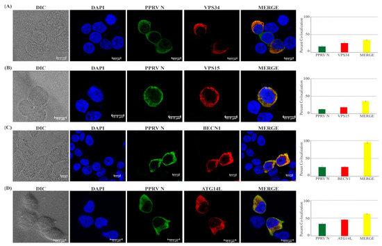 Nucleocapsid Protein (N) of Peste des petits ruminants Virus (PPRV ...