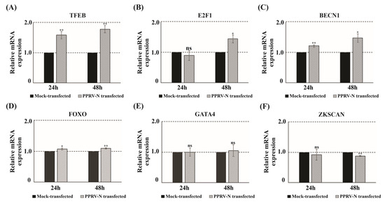 Nucleocapsid Protein (N) of Peste des petits ruminants Virus (PPRV ...