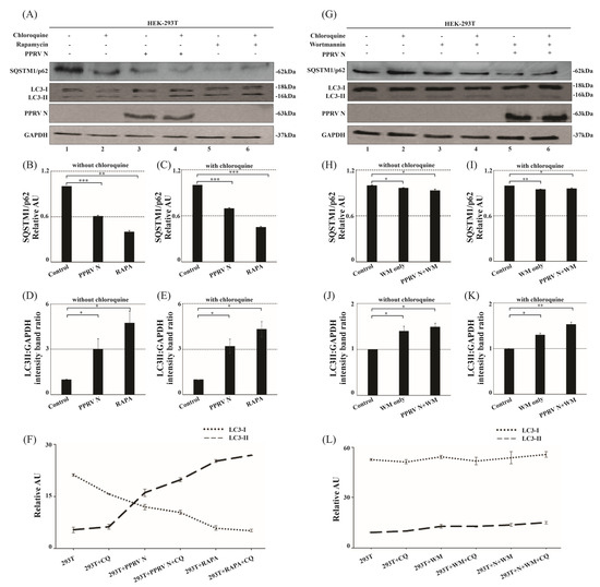 Nucleocapsid Protein (N) of Peste des petits ruminants Virus (PPRV ...
