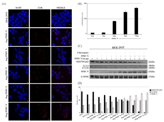 Nucleocapsid Protein (N) of Peste des petits ruminants Virus (PPRV ...