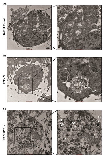 Nucleocapsid Protein (N) of Peste des petits ruminants Virus (PPRV ...