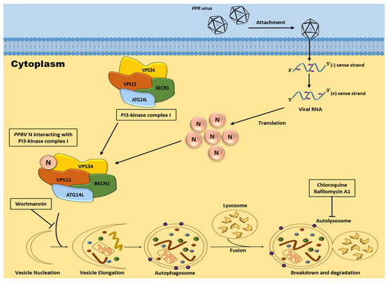 Nucleocapsid Protein (N) of Peste des petits ruminants Virus (PPRV ...