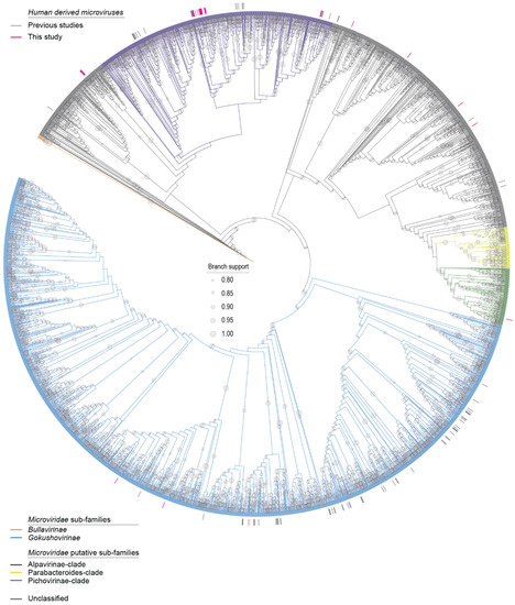 Characterization of Diverse Anelloviruses, Cressdnaviruses, and ...