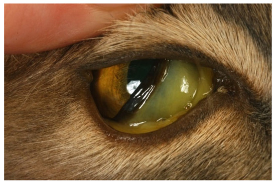 Viruses | Free Full-Text | Feline Infectious Peritonitis: European ...