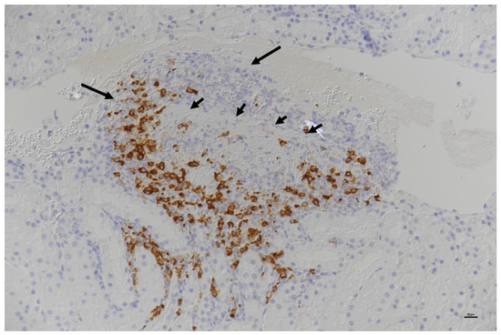 Viruses | Free Full-Text | Feline Infectious Peritonitis: European ...