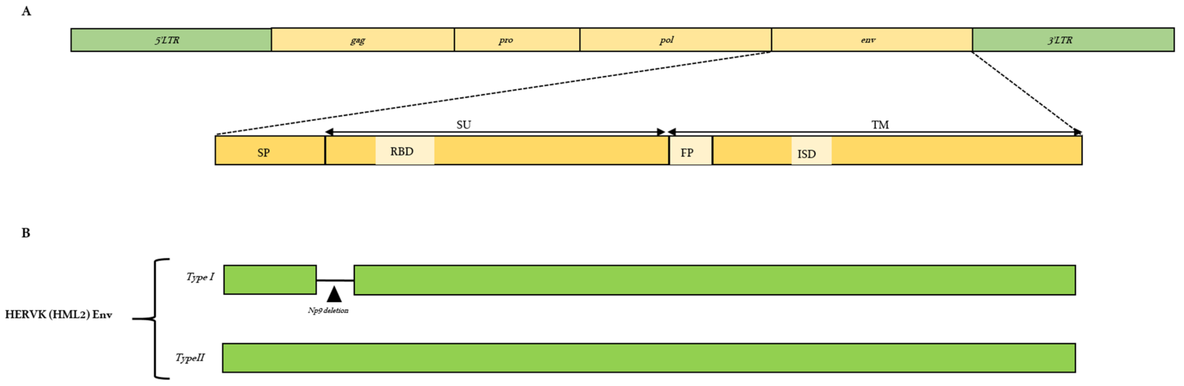 Envelope Recombination: A Major Driver in Shaping Retroviral ...