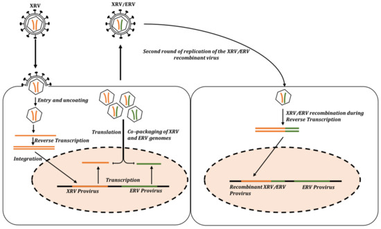Envelope Recombination: A Major Driver in Shaping Retroviral ...