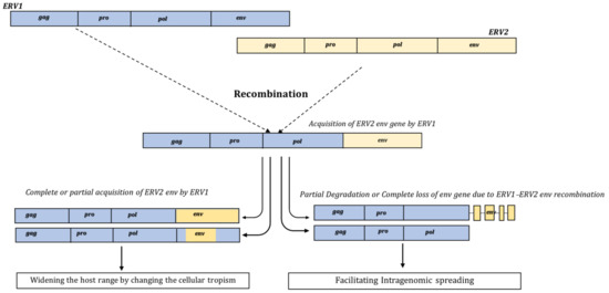 Envelope Recombination: A Major Driver in Shaping Retroviral ...
