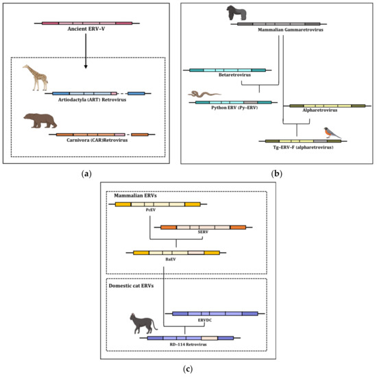Envelope Recombination: A Major Driver in Shaping Retroviral ...
