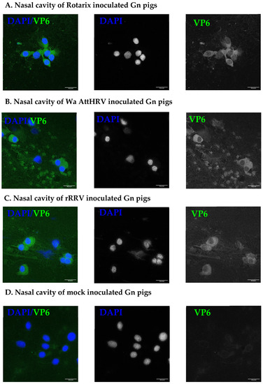 Human Rotavirus Replicates in Salivary Glands and Primes Immune ...
