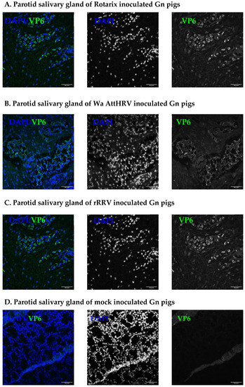 Human Rotavirus Replicates in Salivary Glands and Primes Immune ...