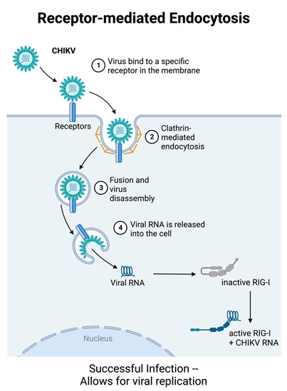 Immune Response to Chikungunya Virus: Sex as a Biological Variable and ...