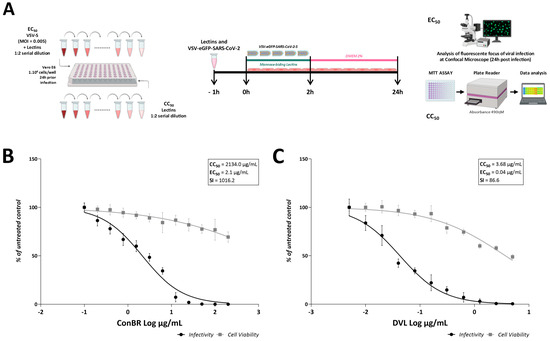 Mannose-Binding Lectins as Potent Antivirals against SARS-CoV-2