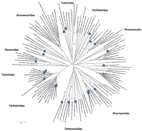 Viruses | Free Full-Text | The Viromes of Mosquitoes from the Natural ...