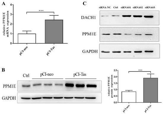 The DACH1 Gene Transcriptional Activation and Protein Degradation ...