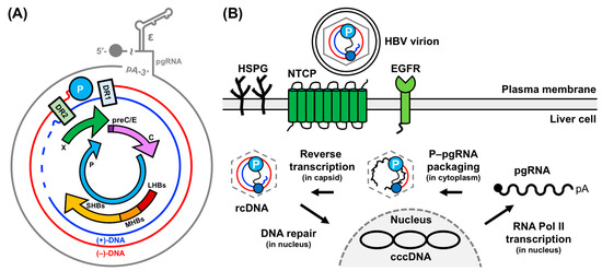 Hepatitis B Virus Epsilon (ε) RNA Element: Dynamic Regulator of Viral ...