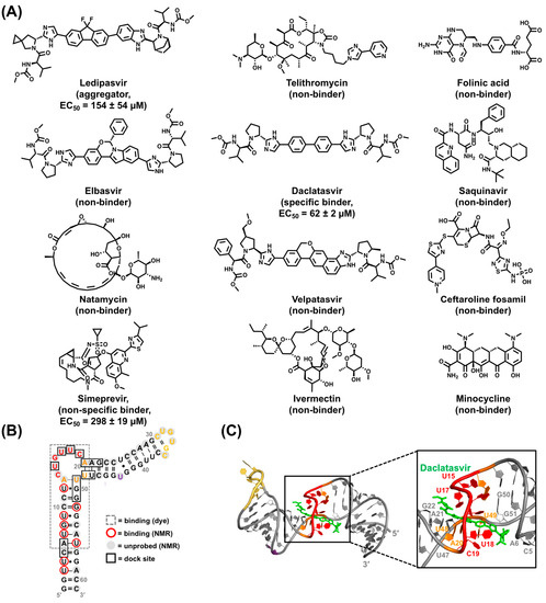 Hepatitis B Virus Epsilon (ε) RNA Element: Dynamic Regulator of Viral ...