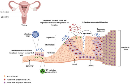 When Bacteria and Viruses Collide: A Tale of Chlamydia trachomatis and ...