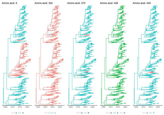 Not Asian Anymore: Reconstruction of the History, Evolution, and ...