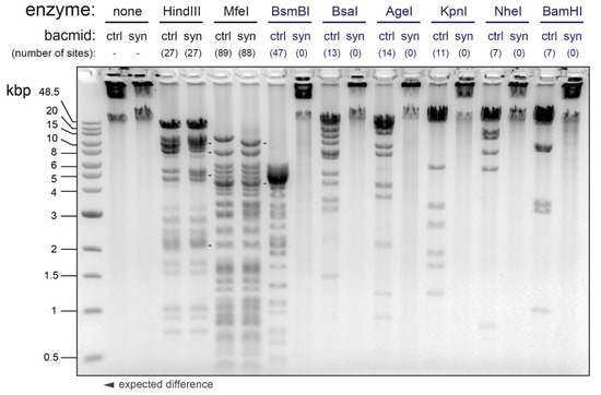A Baculovirus Expression Vector Derived Entirely from Non-Templated ...