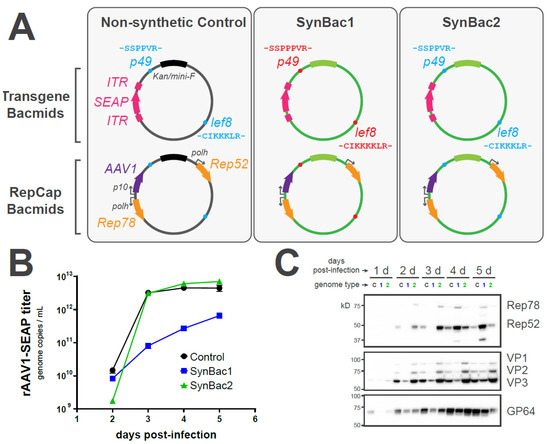 A Baculovirus Expression Vector Derived Entirely from Non-Templated ...