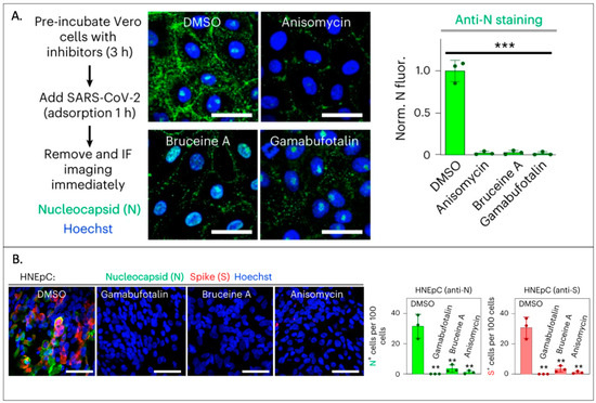 Molecular Imaging of ACE2 Expression in Infectious Disease and Cancer