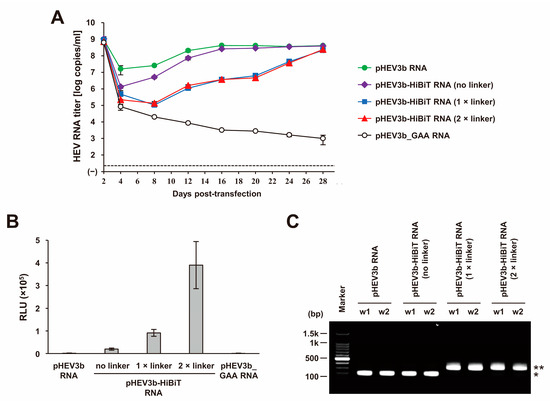 Viruses | Free Full-Text | Three Distinct Reporter Systems of Hepatitis ...
