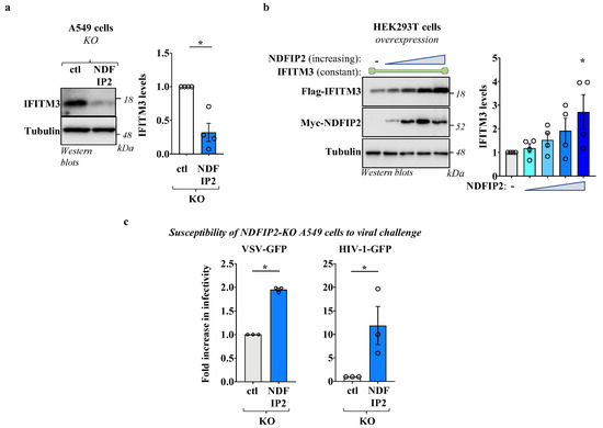 A Proteomics-Based Approach Identifies the NEDD4 Adaptor NDFIP2 as an ...