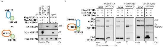 A Proteomics-Based Approach Identifies the NEDD4 Adaptor NDFIP2 as an ...