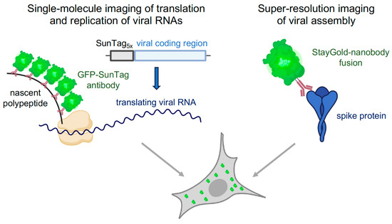Spying on SARS-CoV-2 with Fluorescent Tags and Protease Reporters