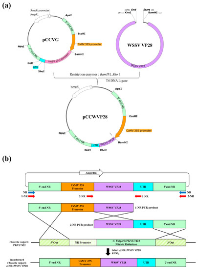 Efficacy of White Spot Syndrome Virus Protein VP28-Expressing Chlorella vulgaris as an Oral ...