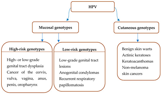 Unraveling Immunological Dynamics: HPV Infection in Women—Insights from ...