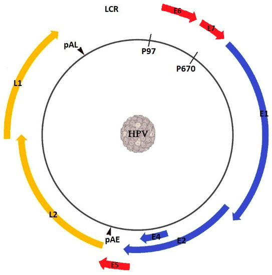 Unraveling Immunological Dynamics: HPV Infection in Women—Insights from ...