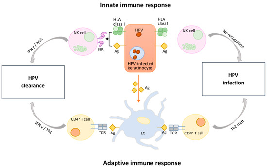 Unraveling Immunological Dynamics: HPV Infection in Women—Insights from ...