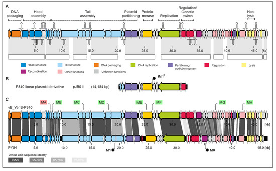 The Novel Yersinia enterocolitica Telomere Phage vB_YenS_P840 Is ...