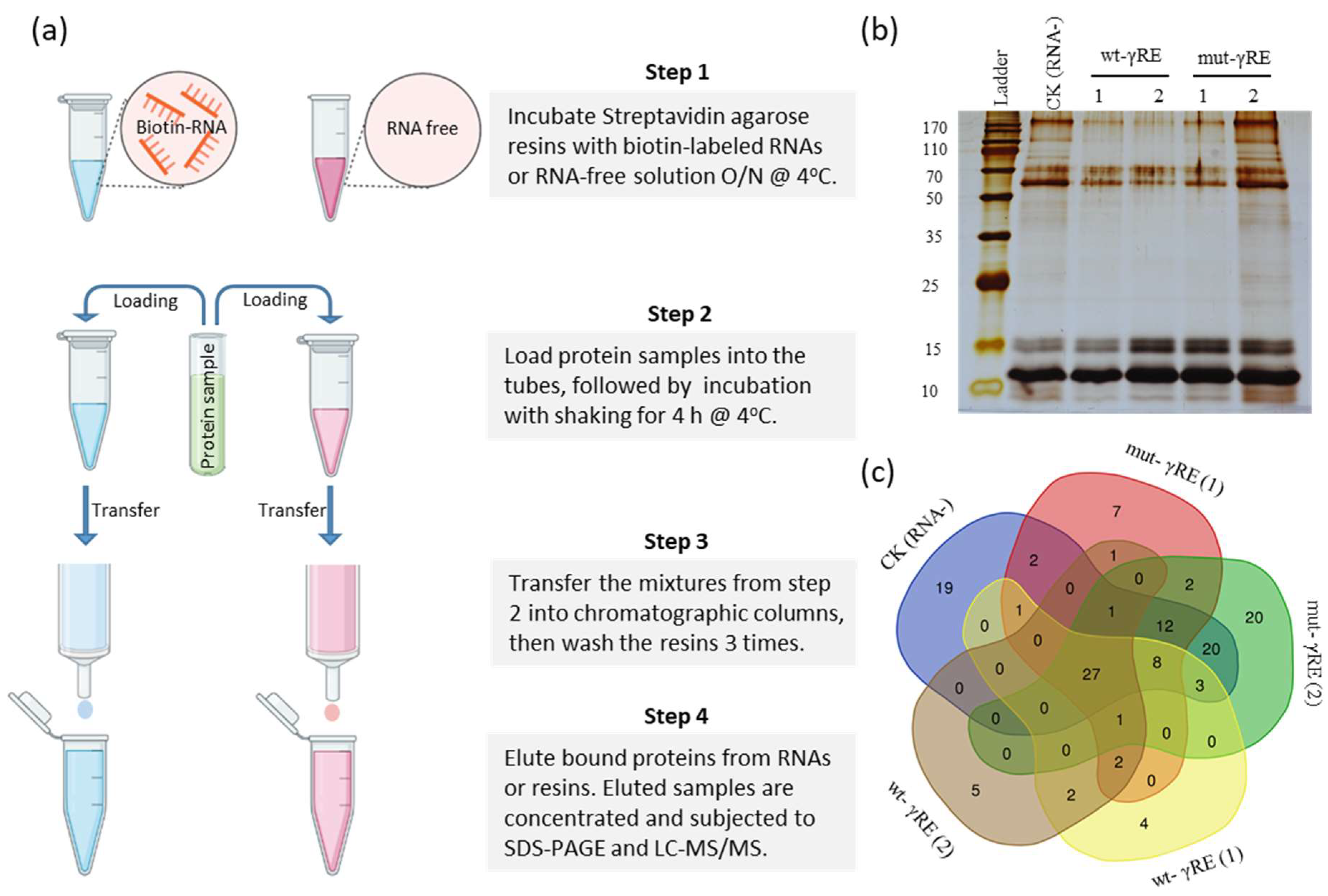Identification of Host Factors Interacting with a γ-Shaped RNA Element ...