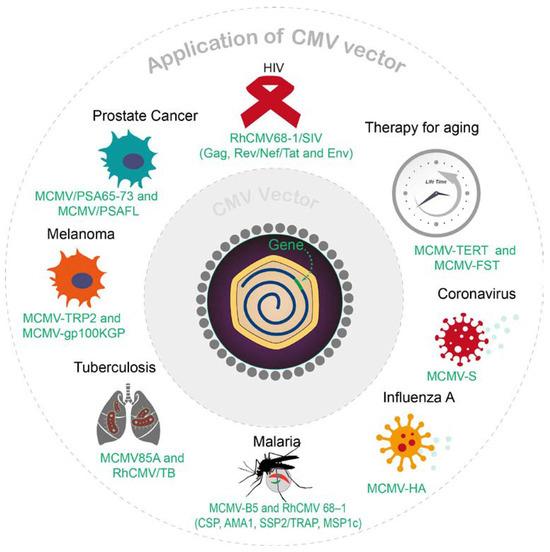 Exploring the Potential of Cytomegalovirus-Based Vectors: A Review