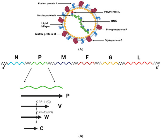 A Survey of Henipavirus Tropism—Our Current Understanding from a ...