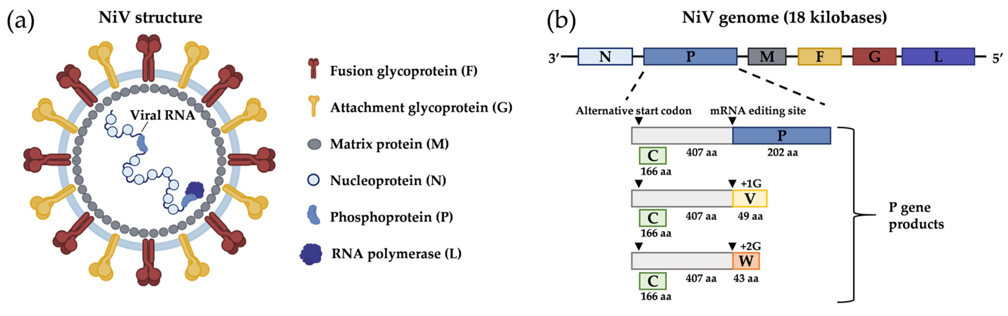 Viruses | Free Full-Text | Nipah Virus: An Overview of the Current Status of Diagnostics and ...
