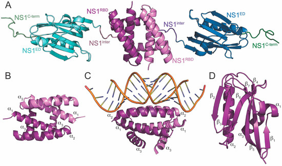 Structural Investigations of Interactions between the Influenza a Virus ...
