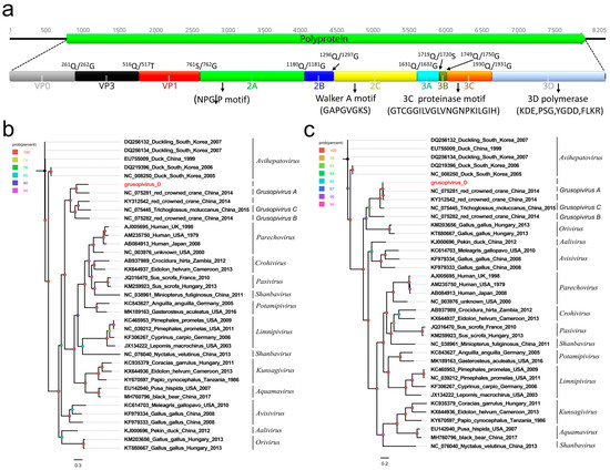 Viruses | Free Full-Text | Identification of Multiple Novel Viruses in Fecal Samples of Black ...