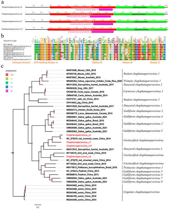 Viruses | Free Full-Text | Identification of Multiple Novel Viruses in Fecal Samples of Black ...