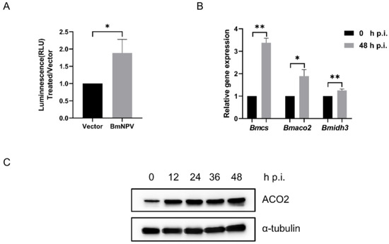 Deacetylation of ACO2 Is Essential for Inhibiting Bombyx mori ...