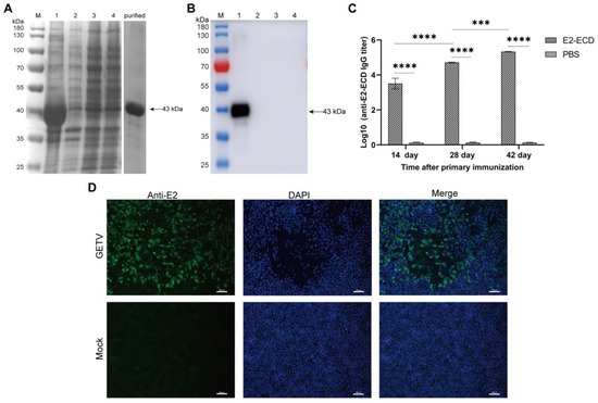The Isolation and Characterization of a Novel Group III-Classified ...