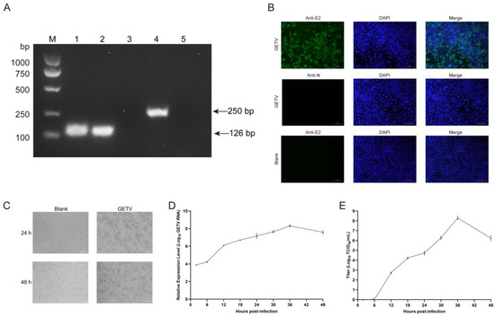 The Isolation and Characterization of a Novel Group III-Classified ...