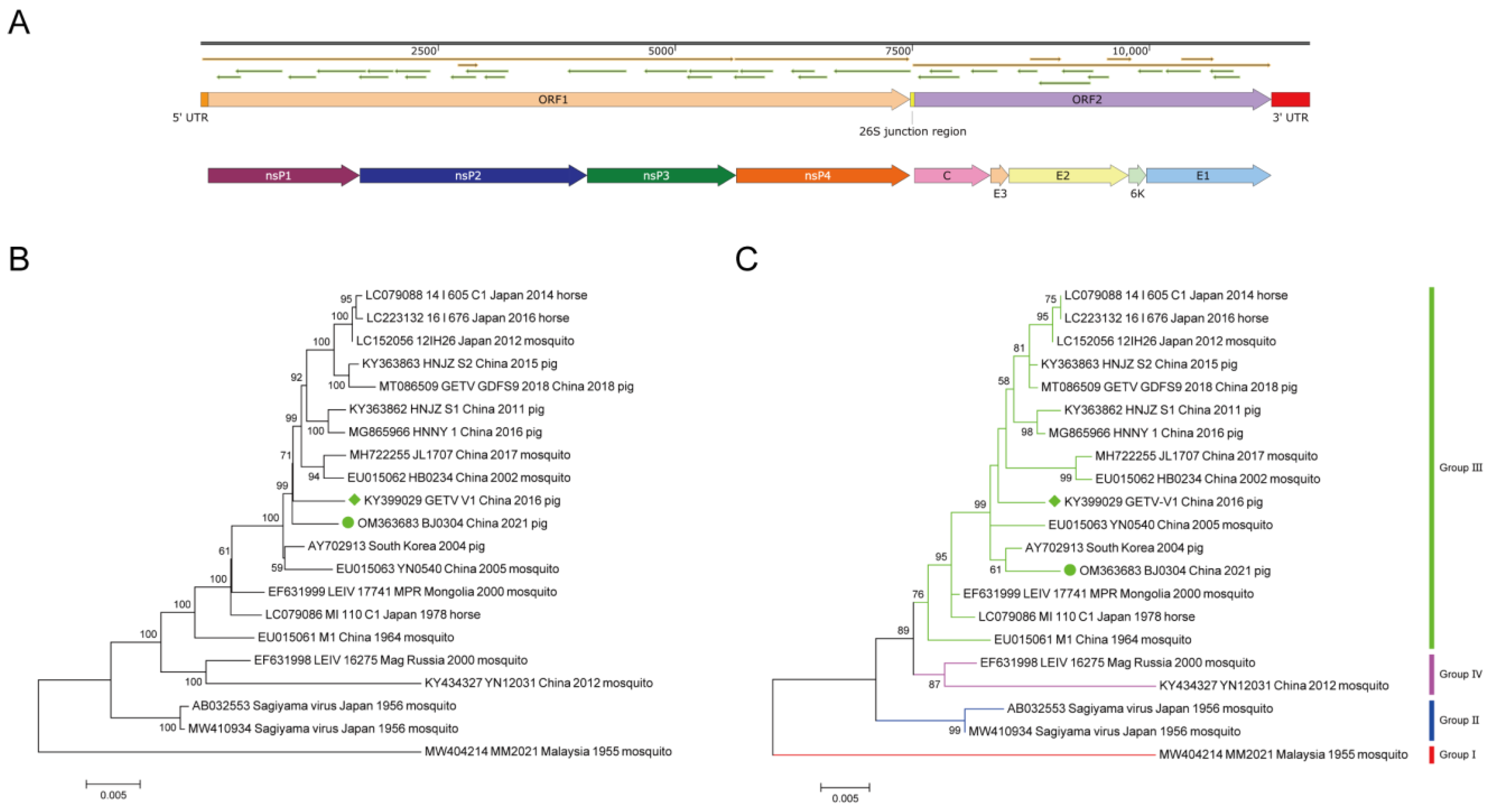 The Isolation and Characterization of a Novel Group III-Classified ...