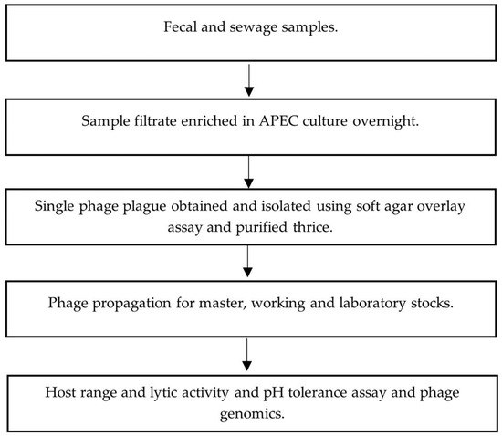 The Isolation and Characterization of Bacteriophages Infecting Avian ...